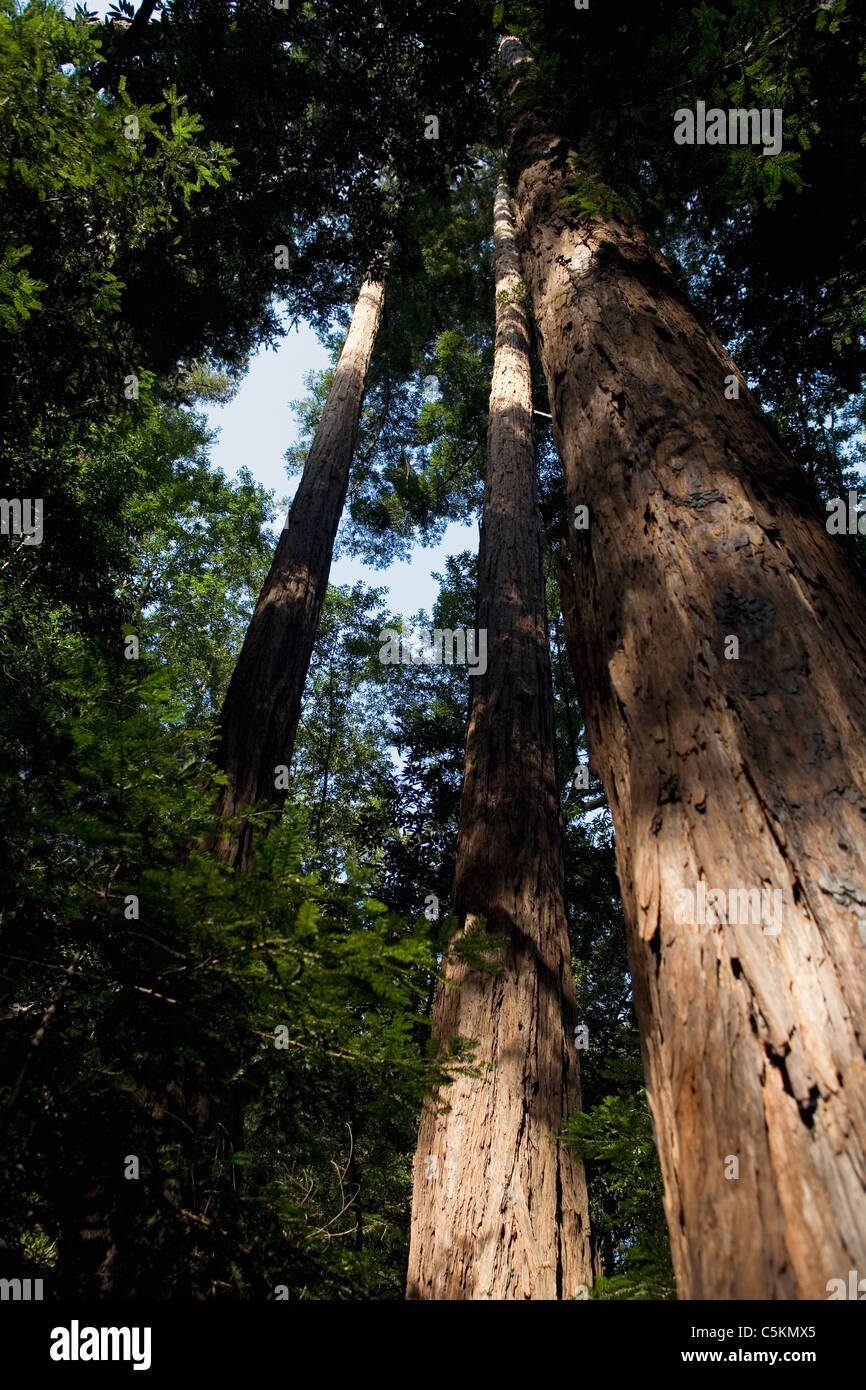 Planta sequoia hi-res stock photography and images - Alamy