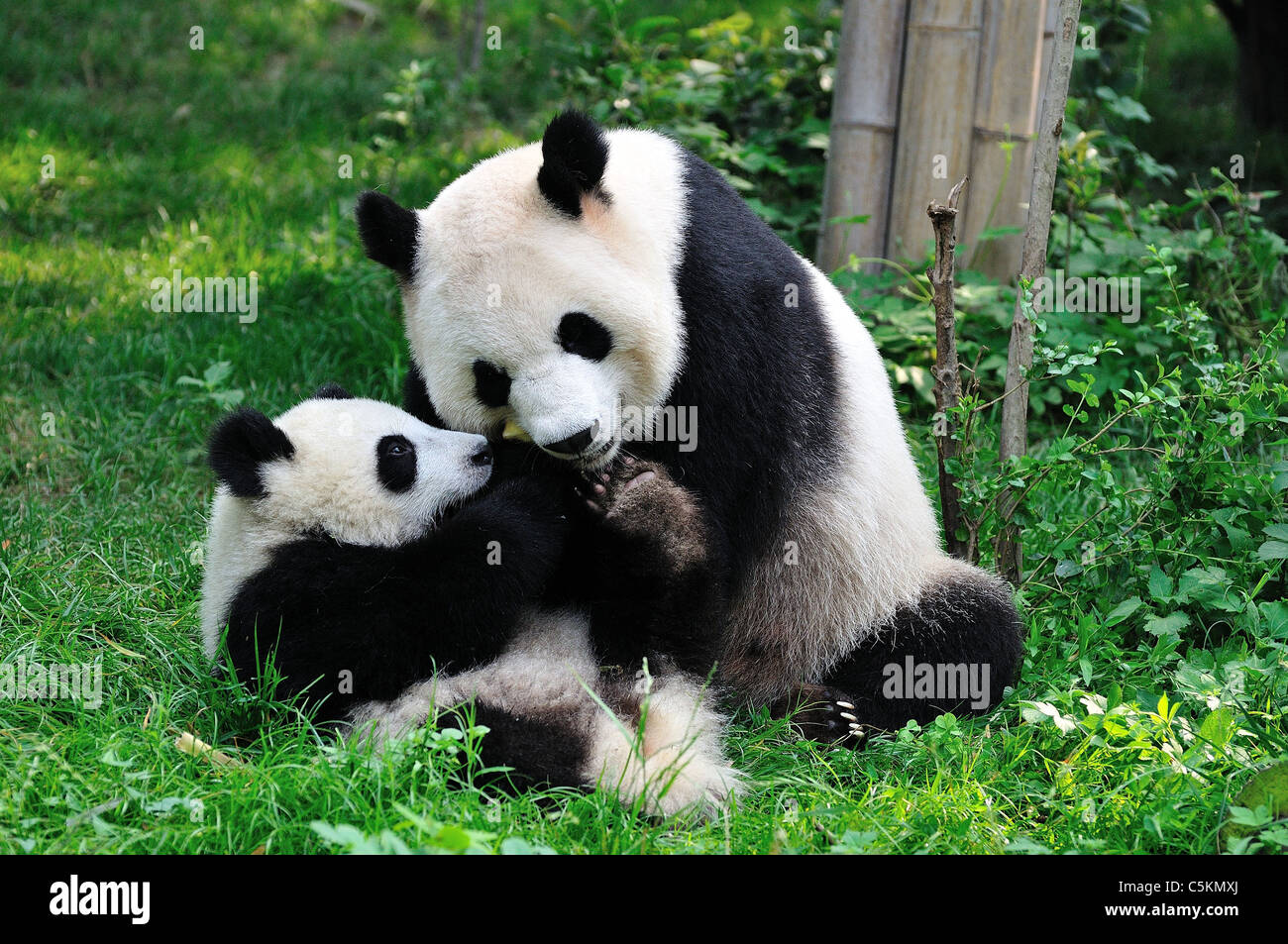 Pandas playing hi-res stock photography and images - Alamy