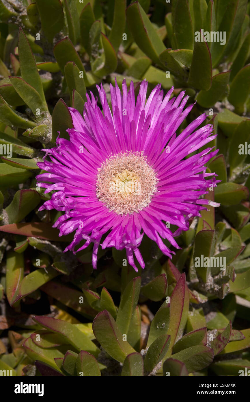 Carpobrotus chilensis; sea fig; sea-fig, Big Sur, CA Stock Photo - Alamy
