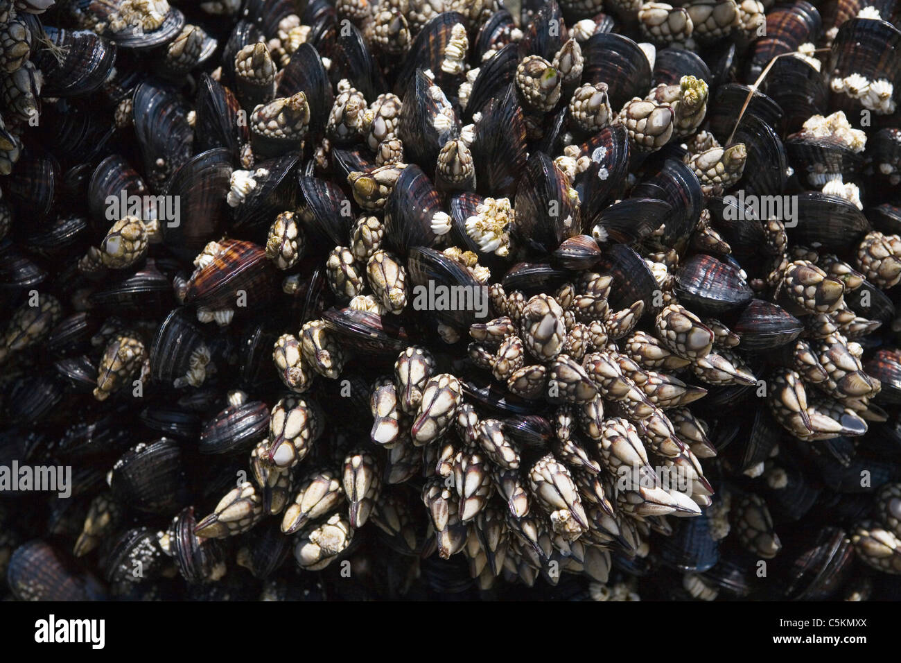 Mussels, barnacles, and other sessile creatures, Huntington Beach, CA ...