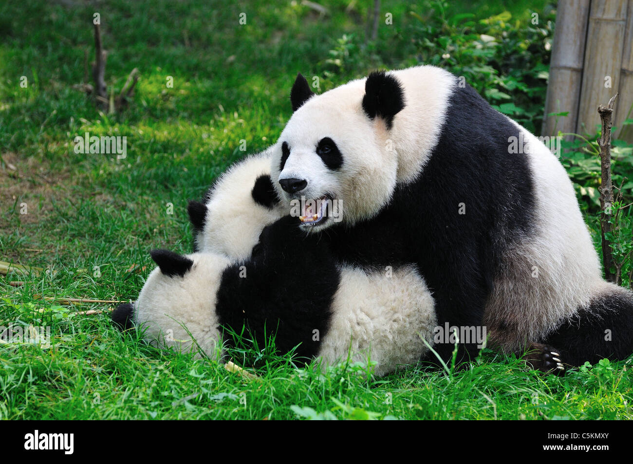 Group of pandas hi-res stock photography and images - Alamy