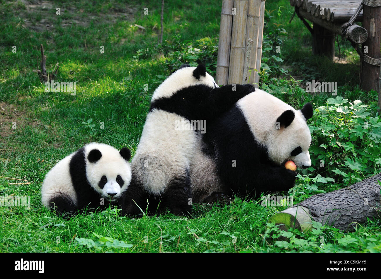 Chengdu panda babies hi-res stock photography and images - Alamy
