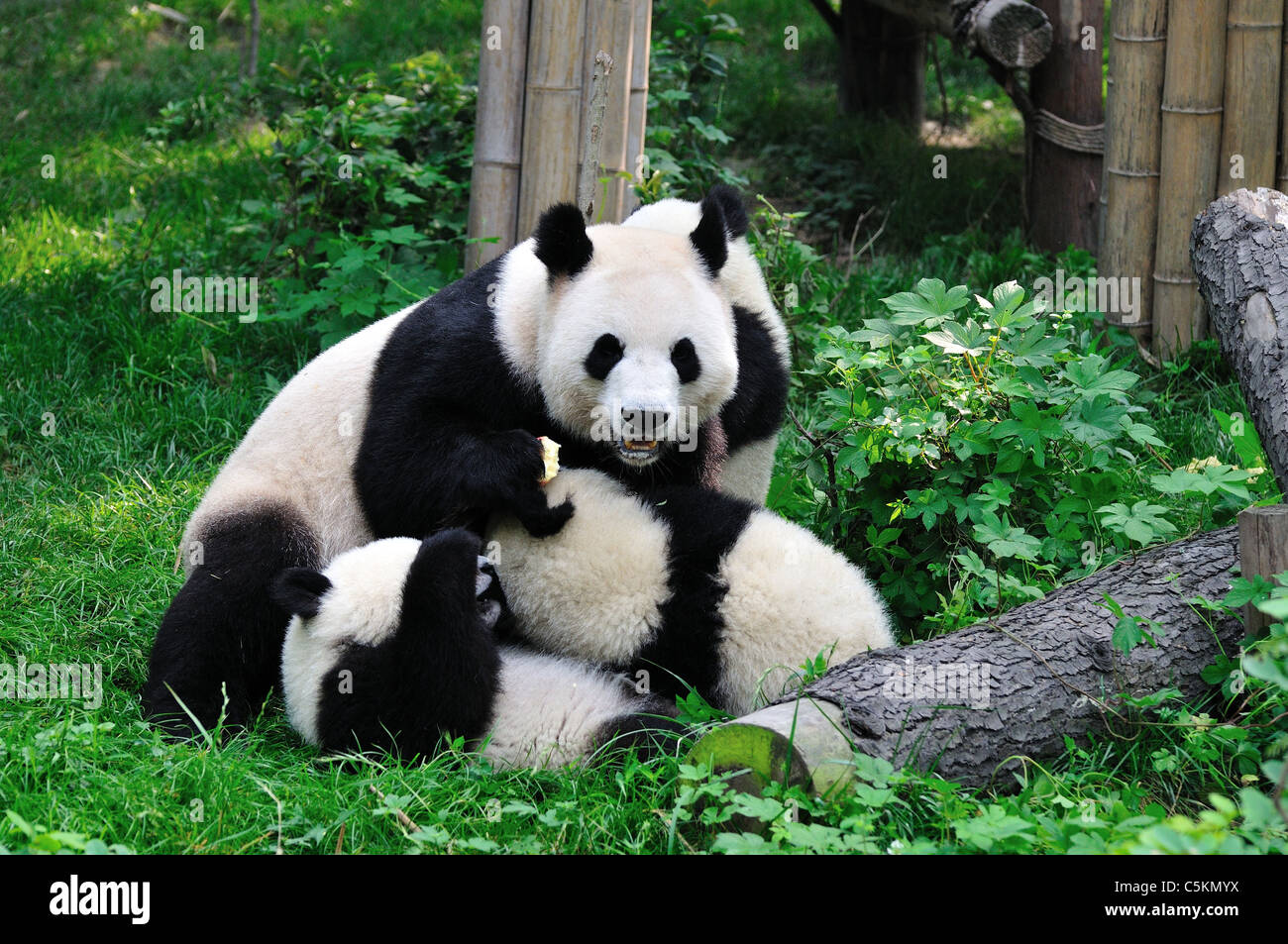 Pandas playing hi-res stock photography and images - Alamy