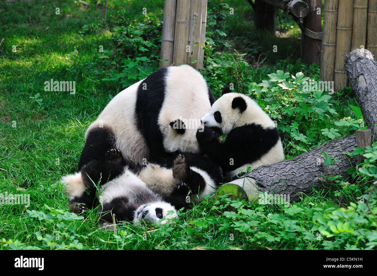 Giant pandas playing in grass. Chengdu, Sichuan, China Stock Photo - Alamy