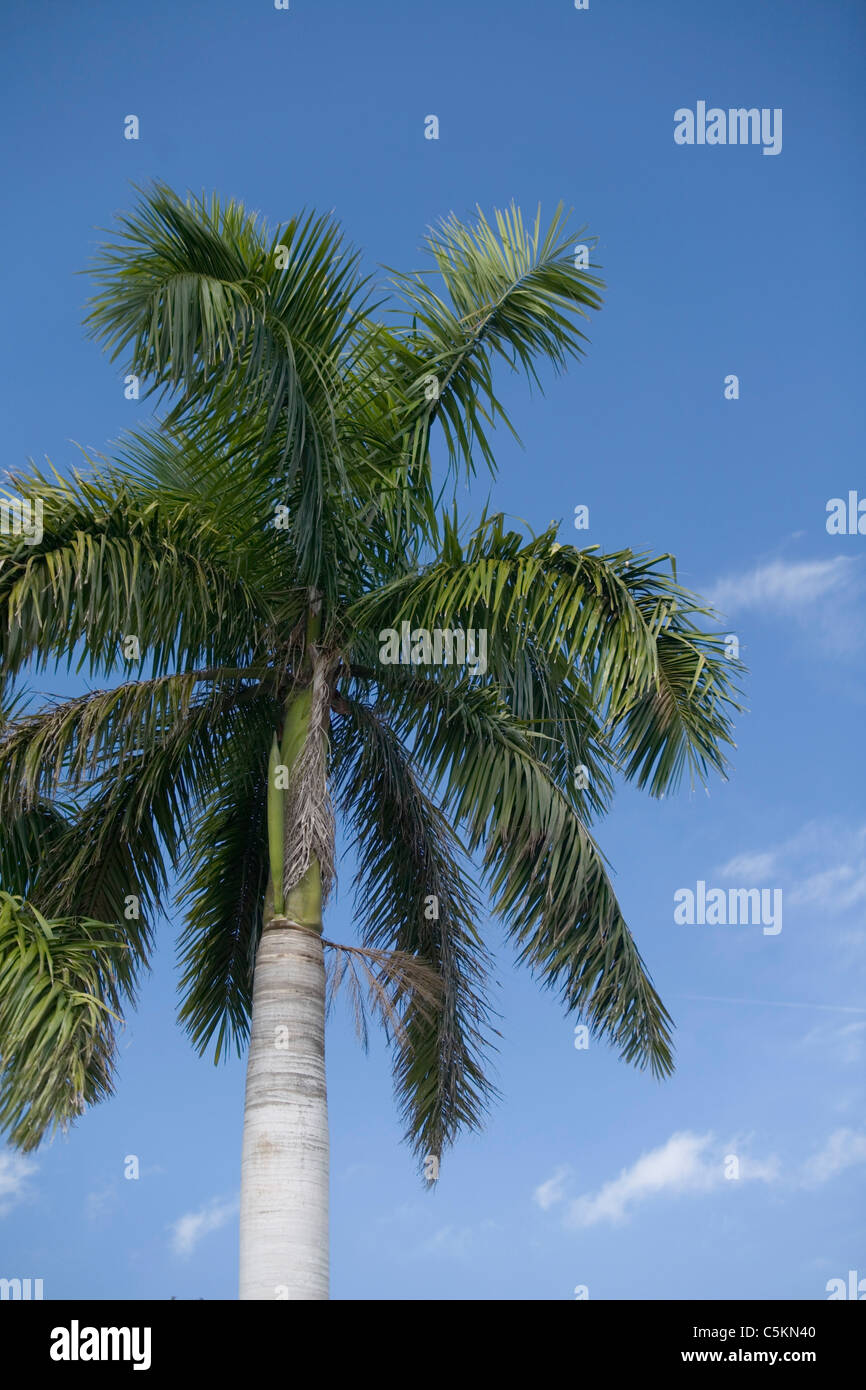 Crownshaft palm hi-res stock photography and images - Alamy