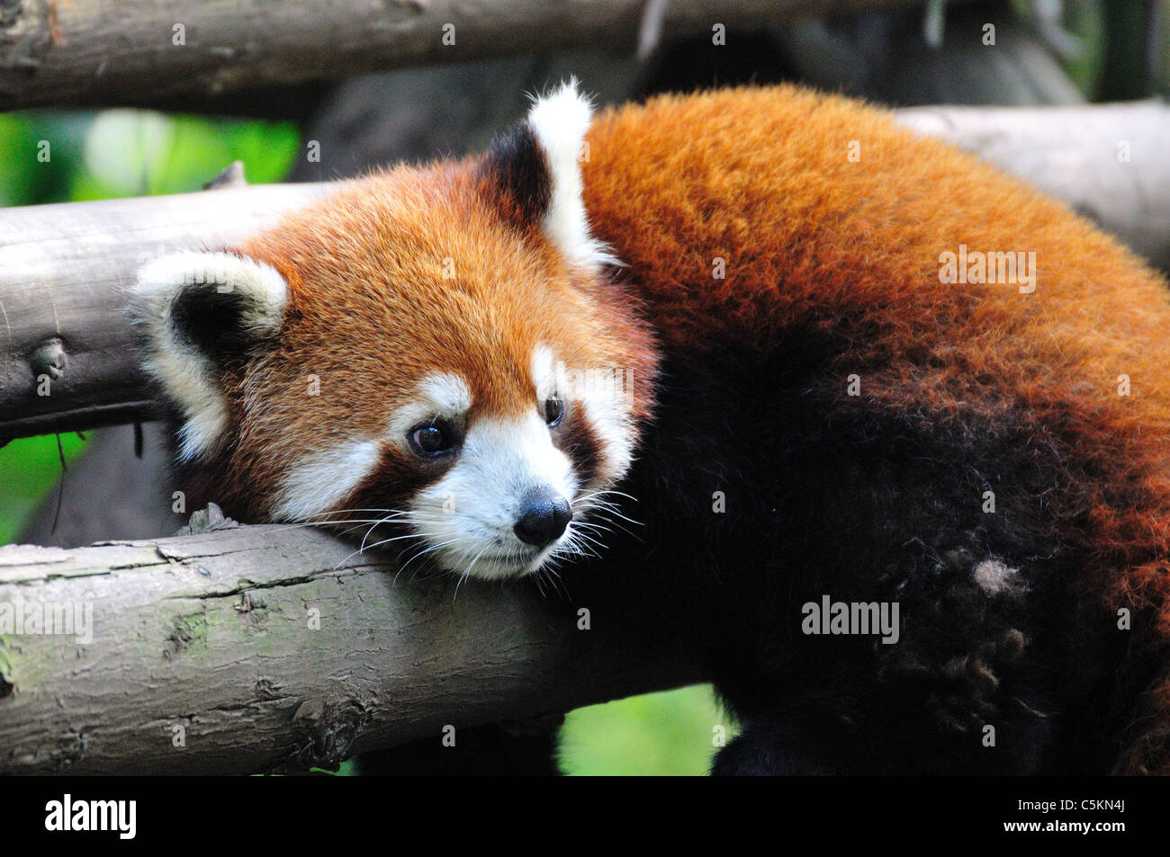 Red panda (Ailurus fulgens). Chengdu Research Base of Giant Panda ...
