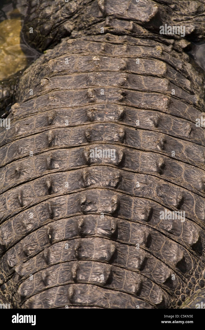 Alligator skin hi-res stock photography and images - Alamy