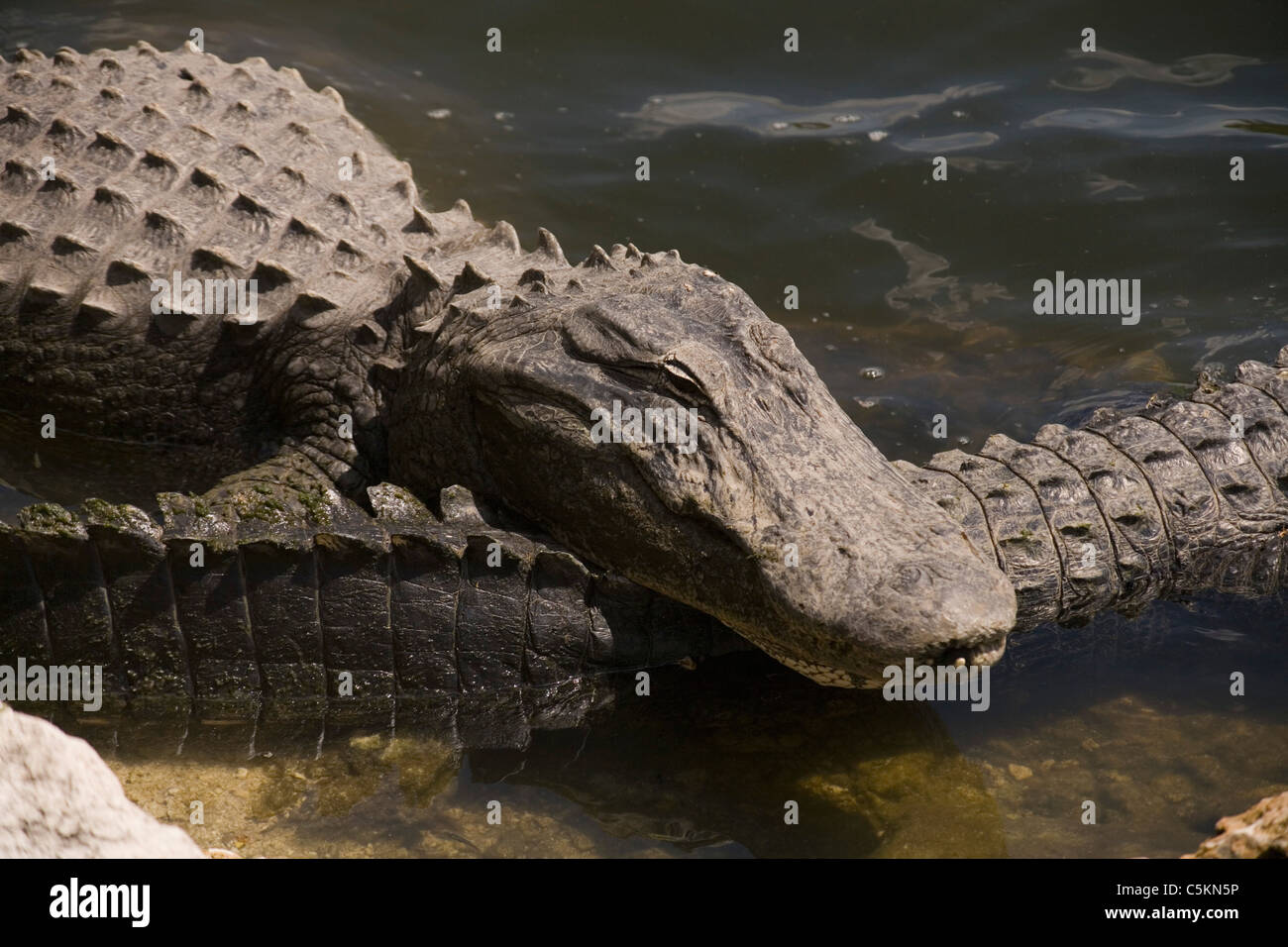 Animales reptiles hi-res stock photography and images - Alamy