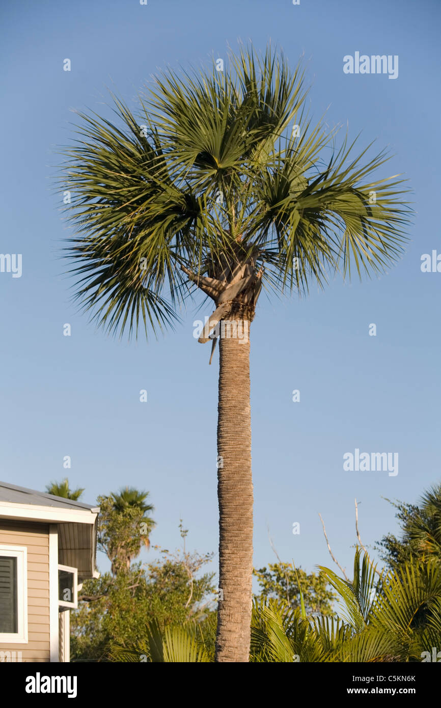 Palmate fronds hi-res stock photography and images - Alamy