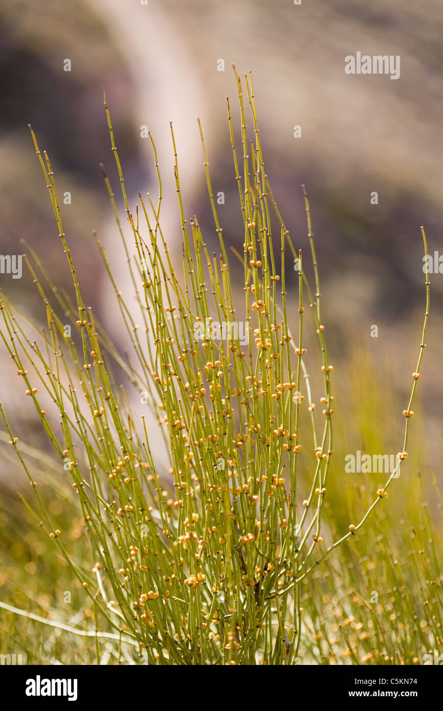 Ephedra california hi-res stock photography and images - Alamy