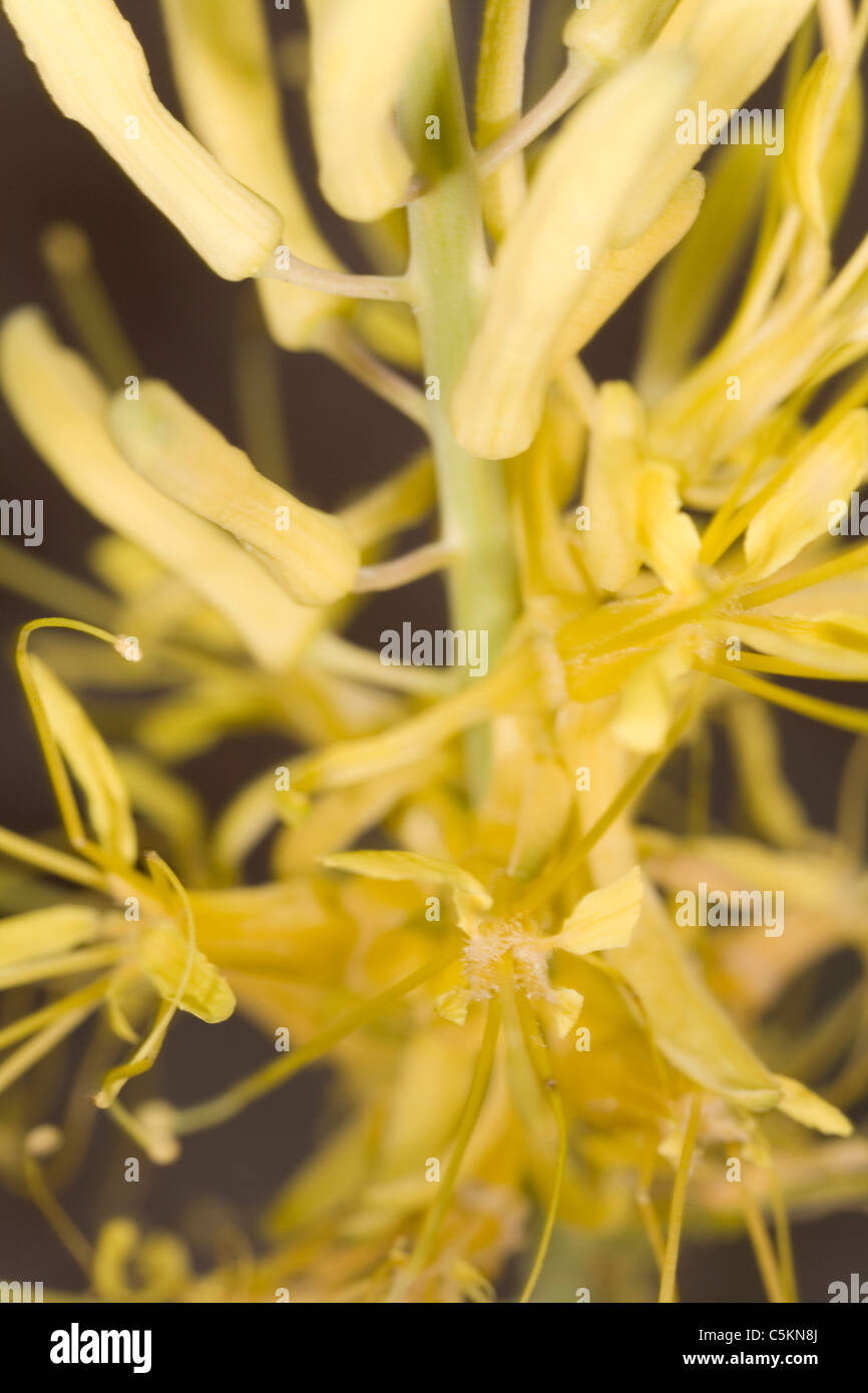 Many blooms wislizenia refracta hi-res stock photography and images - Alamy