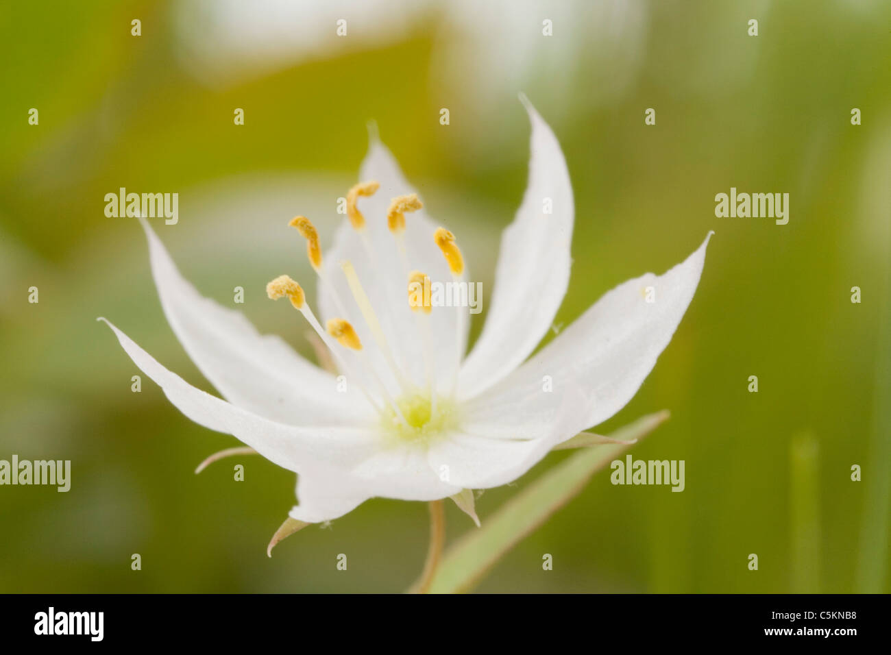 Starflower, Trientalis borealis, Edgartown, MA Stock Photo - Alamy