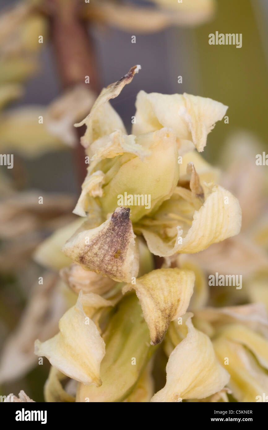 Mohave Yucca in bloom, NV Stock Photo - Alamy