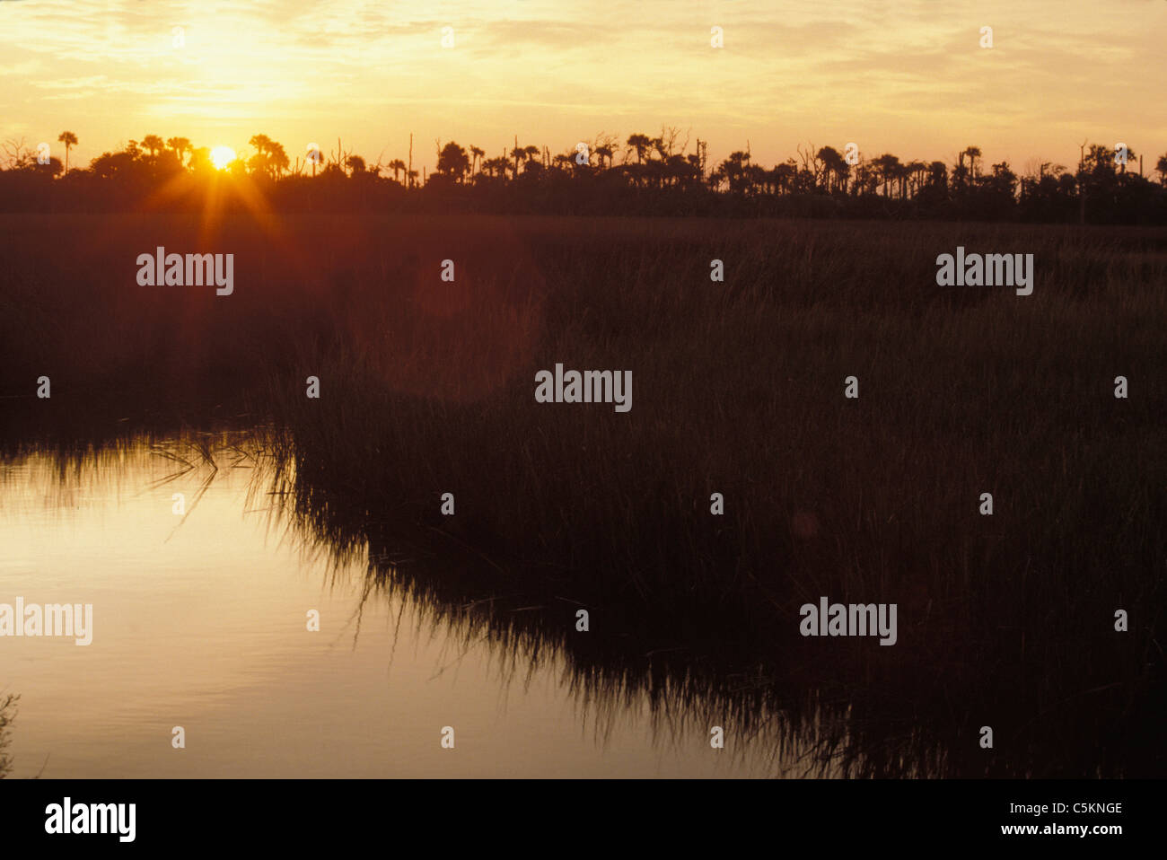 ripe Spartina stand, North inlet, SC Stock Photo - Alamy