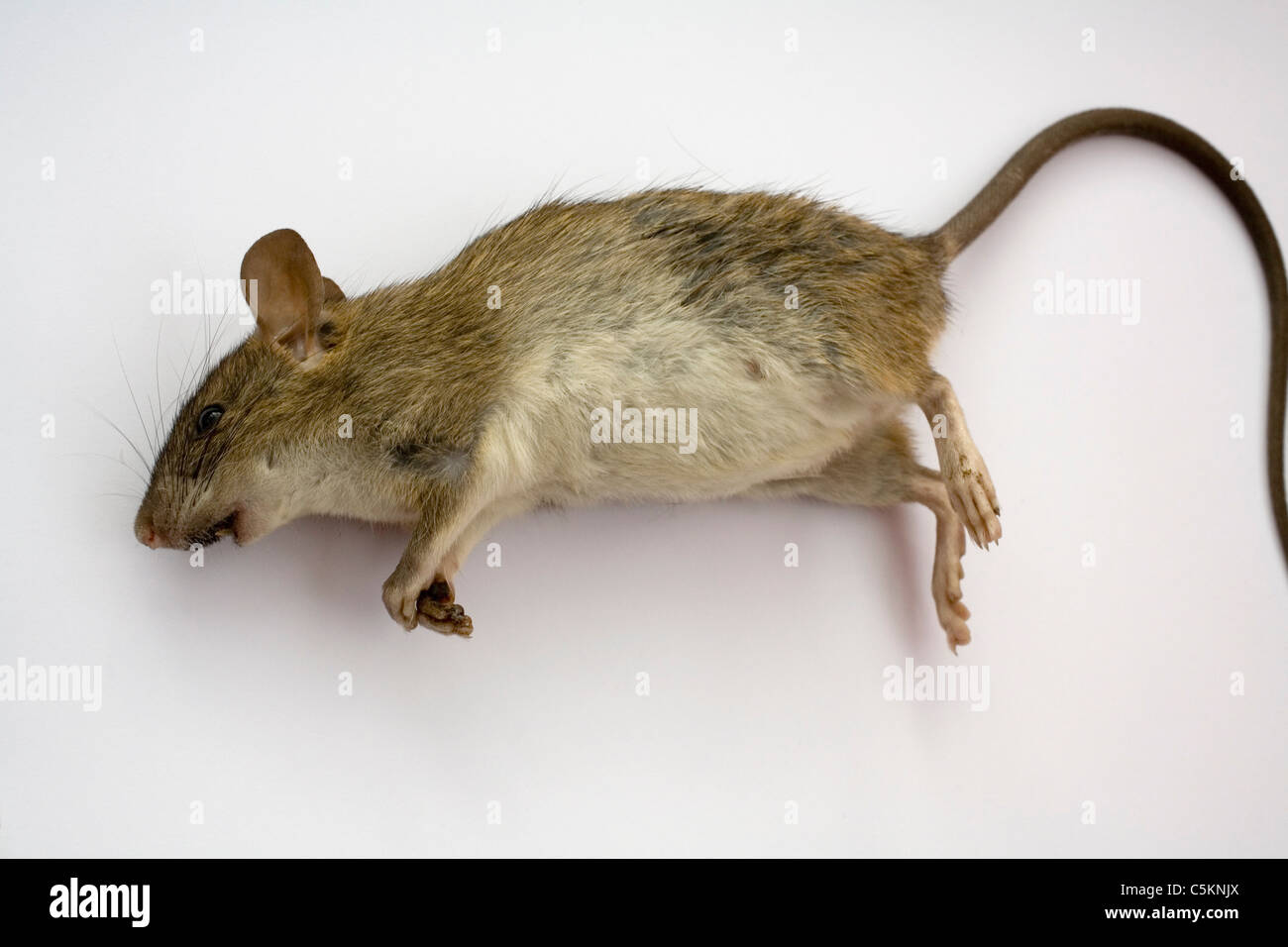 Dead rat on white surface Stock Photo - Alamy