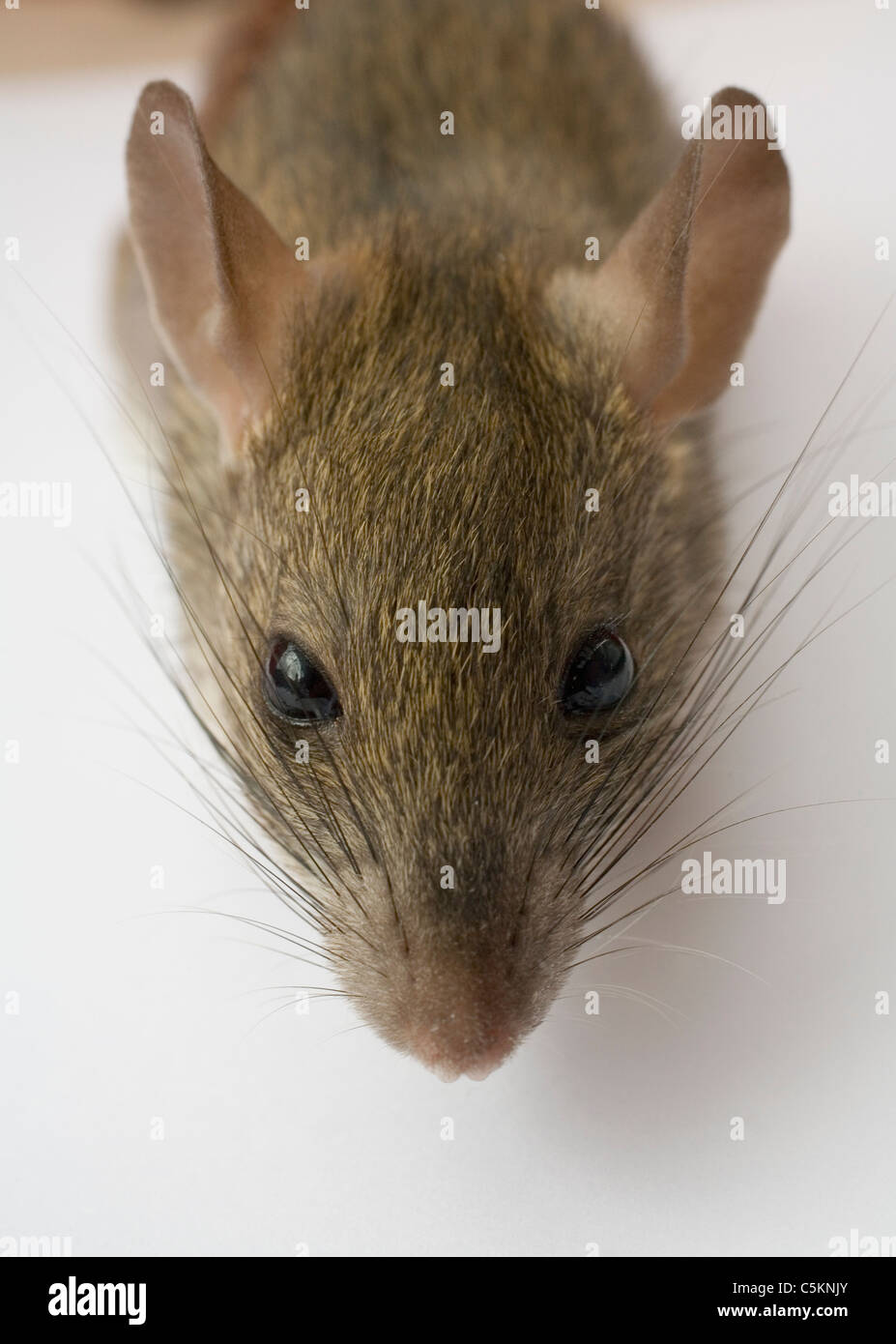 Dead rat on white surface hi-res stock photography and images - Alamy