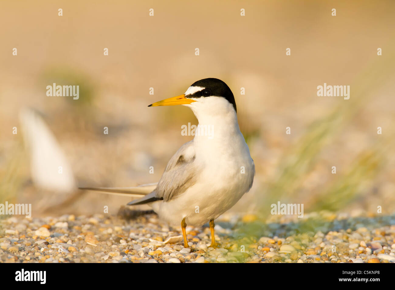 Least tern sterna antillarum hi-res stock photography and images - Alamy