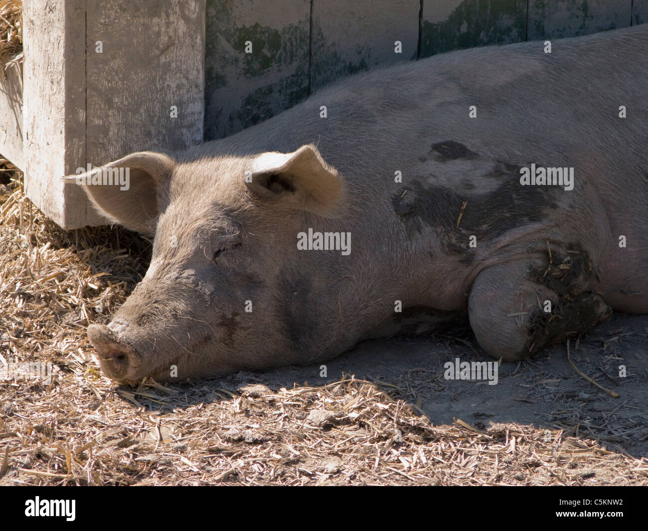 A pig asleep, close-up, Oslo, Norway Stock Photo - Alamy
