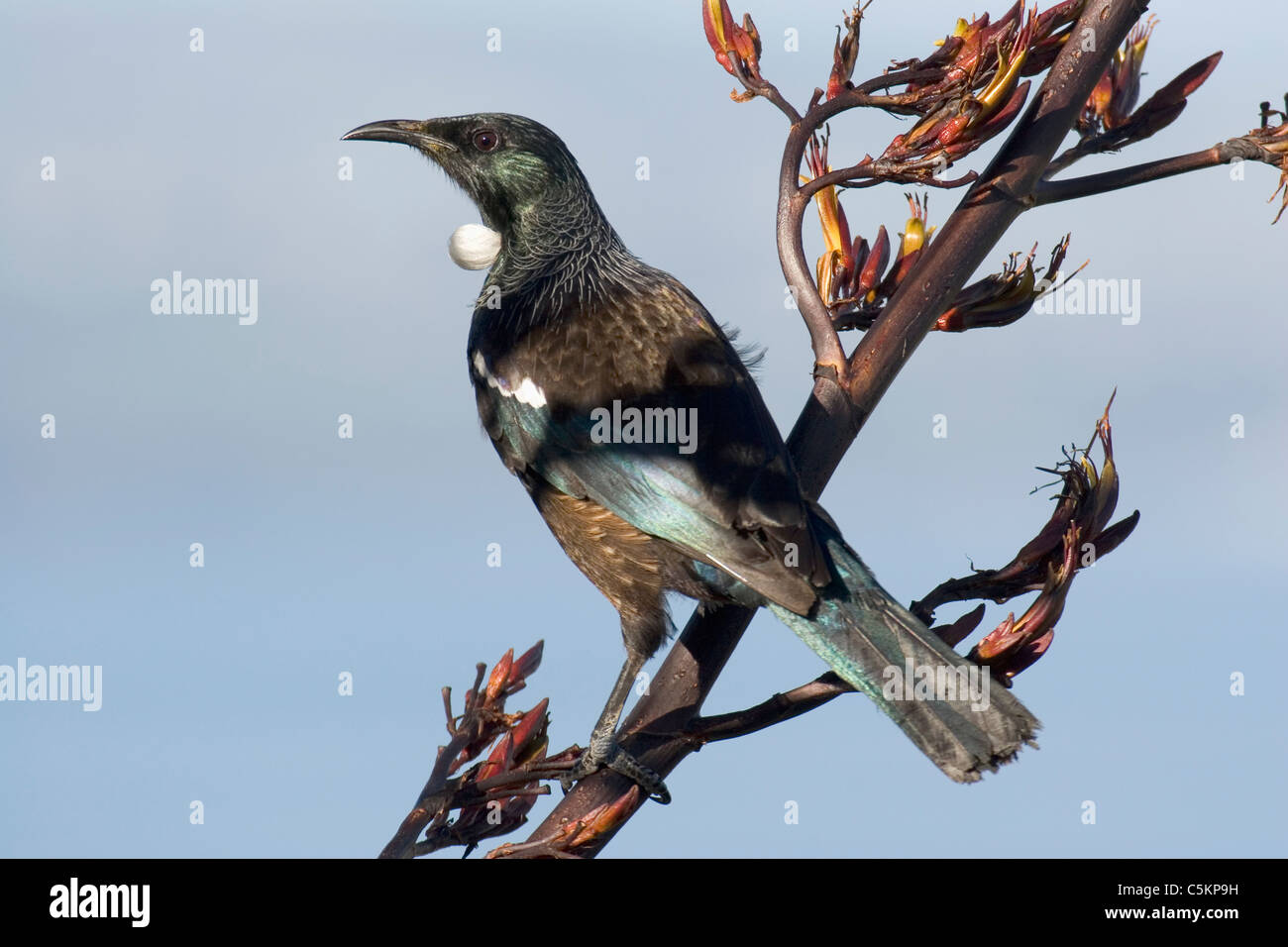 Male Tui, native bird of New Zealand, standing on branch of New Zealand ...