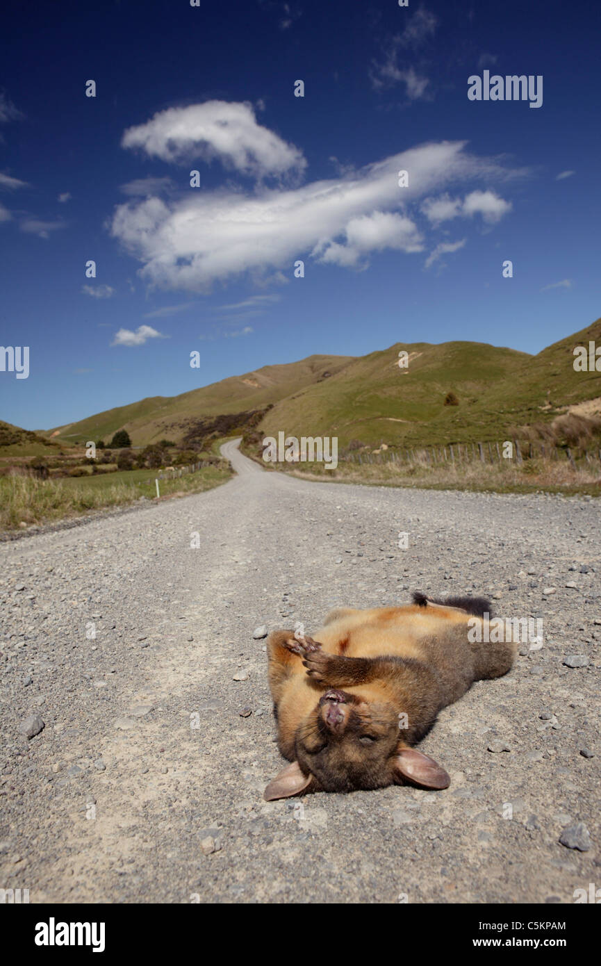 New Zealand, dead possum (Trichosurus vulpecula) in middle of a gravel ...