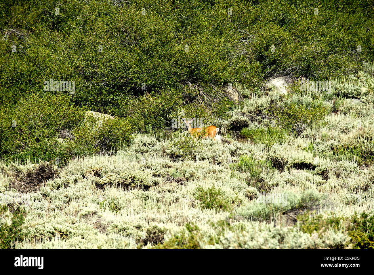 Two young female deer in the California High Sierra Stock Photo - Alamy