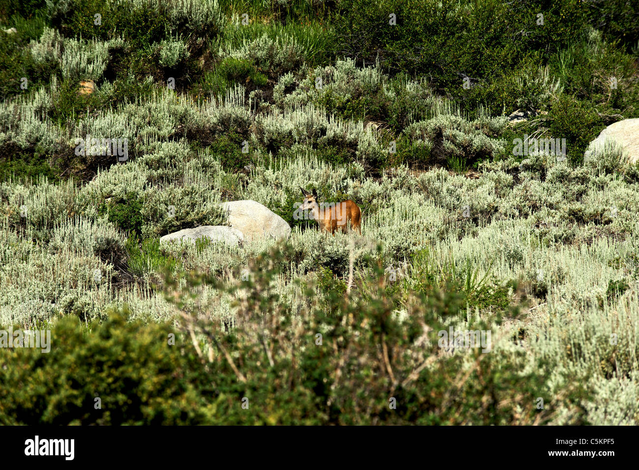 Two young female deer in the California High Sierra Stock Photo - Alamy