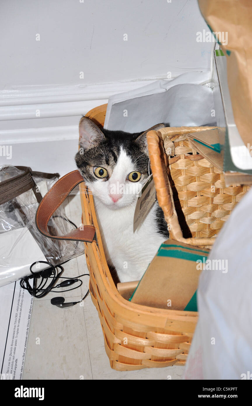 Cat hiding inside a basket Stock Photo - Alamy