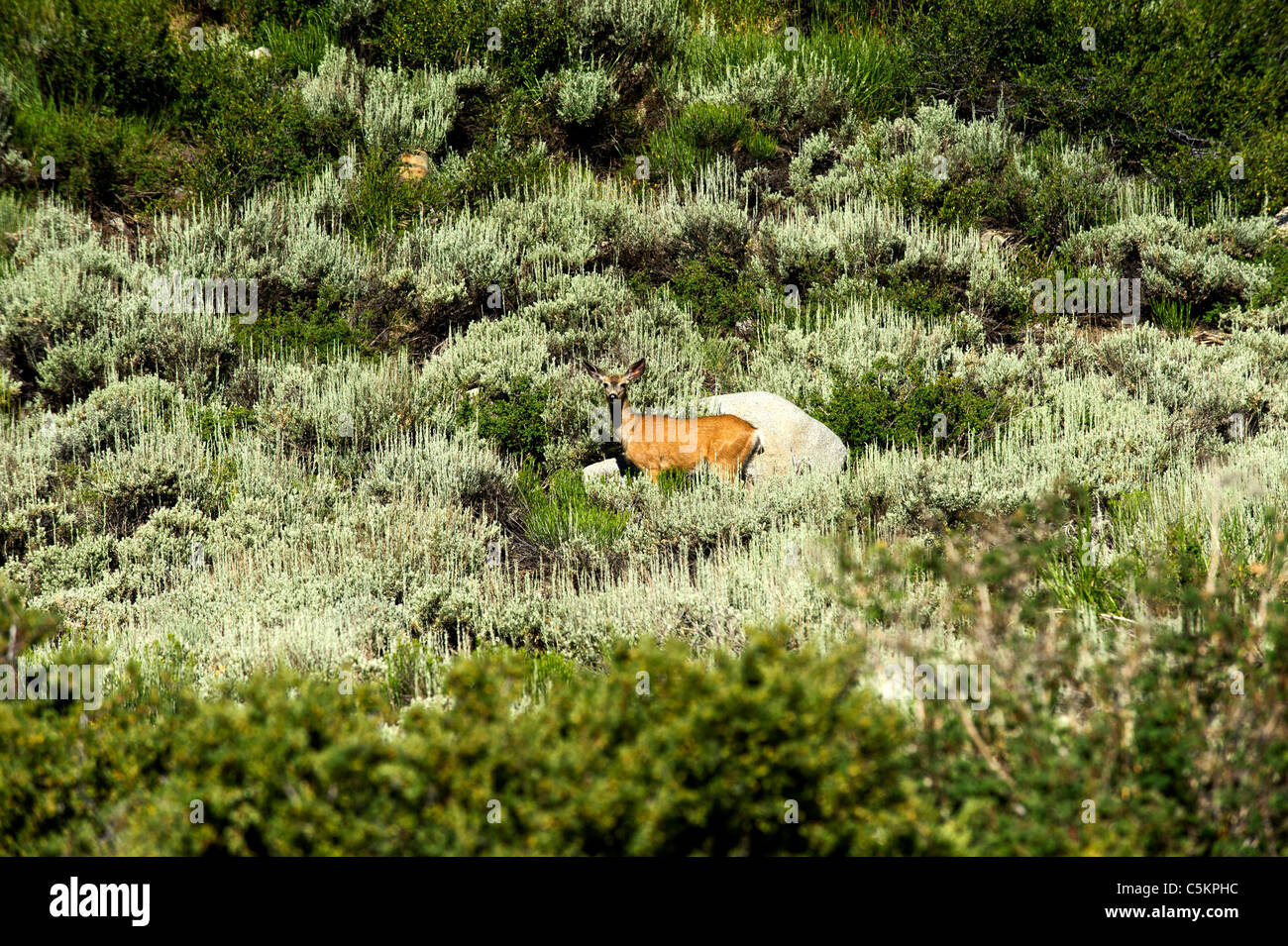 High deer hi-res stock photography and images - Alamy