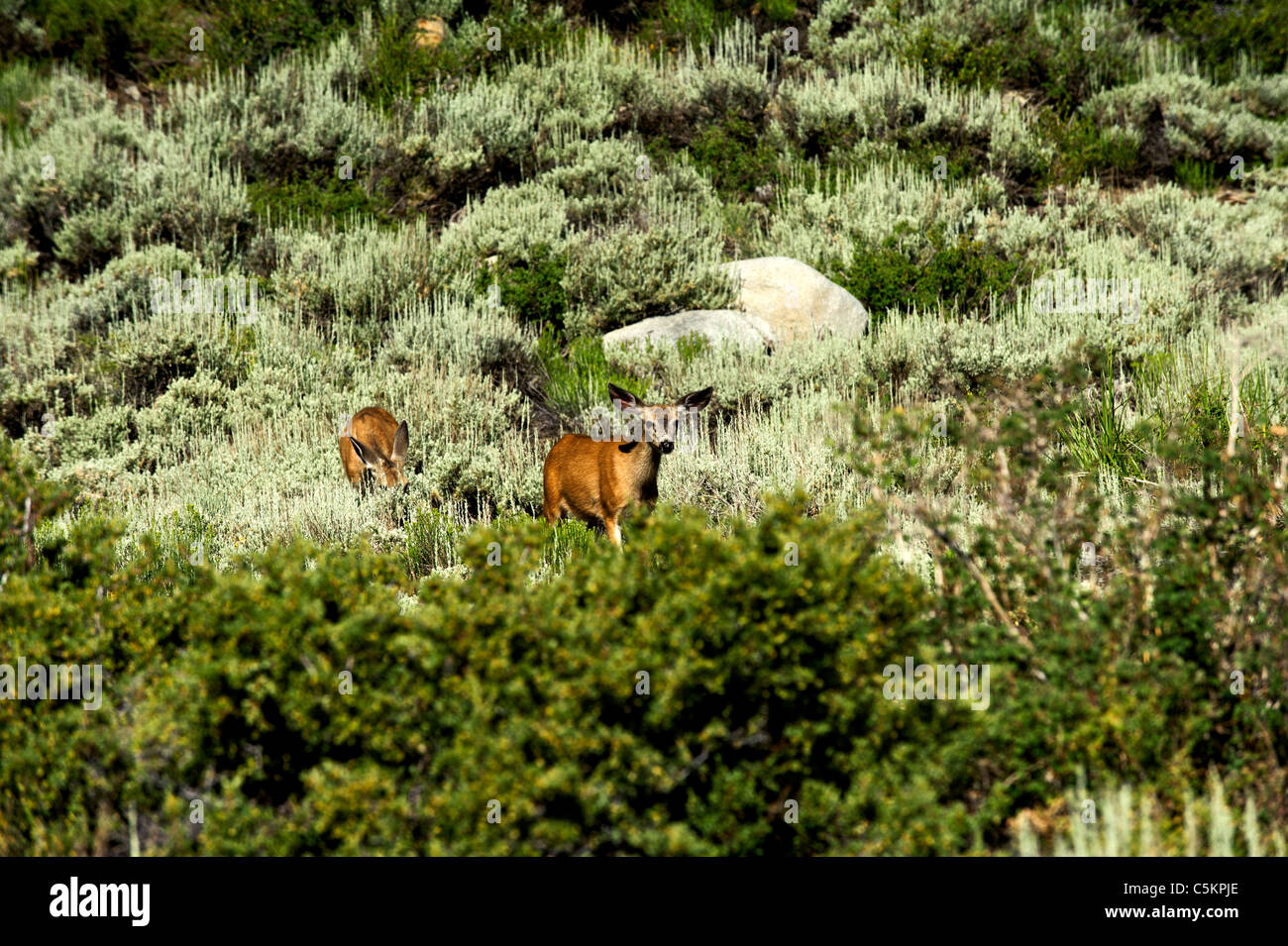Two young female deer in the California High Sierra Stock Photo - Alamy