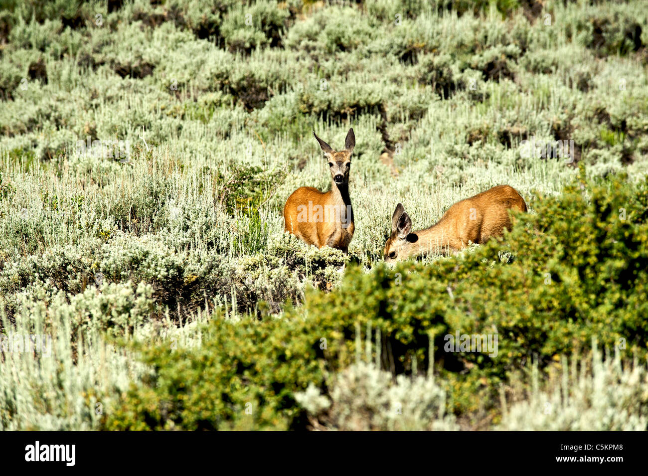 Two young doe deer hi-res stock photography and images - Alamy