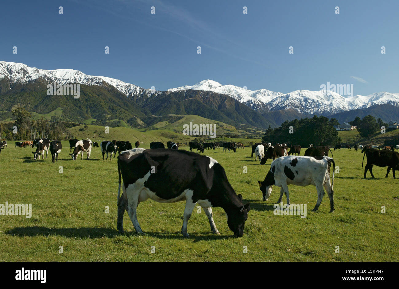 Friesian dairy cows grazing on grass, snowcapped Seaward Kaikoura ...