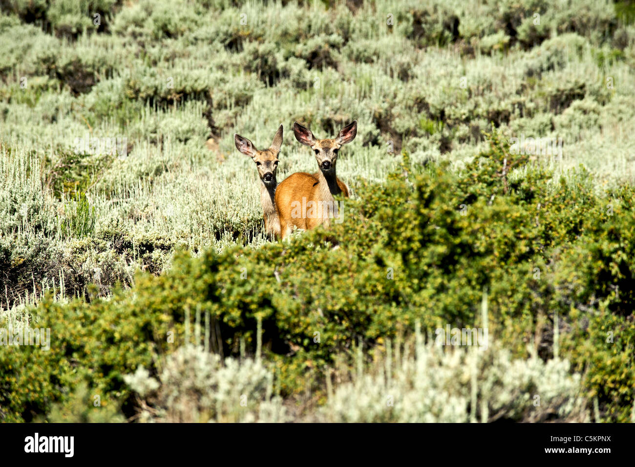 Two young female deer in the California High Sierra Stock Photo - Alamy