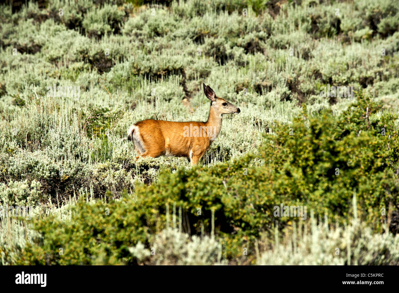 Two young female deer in the California High Sierra Stock Photo - Alamy