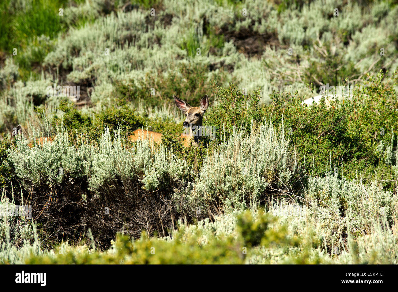 Two young female deer in the California High Sierra Stock Photo - Alamy