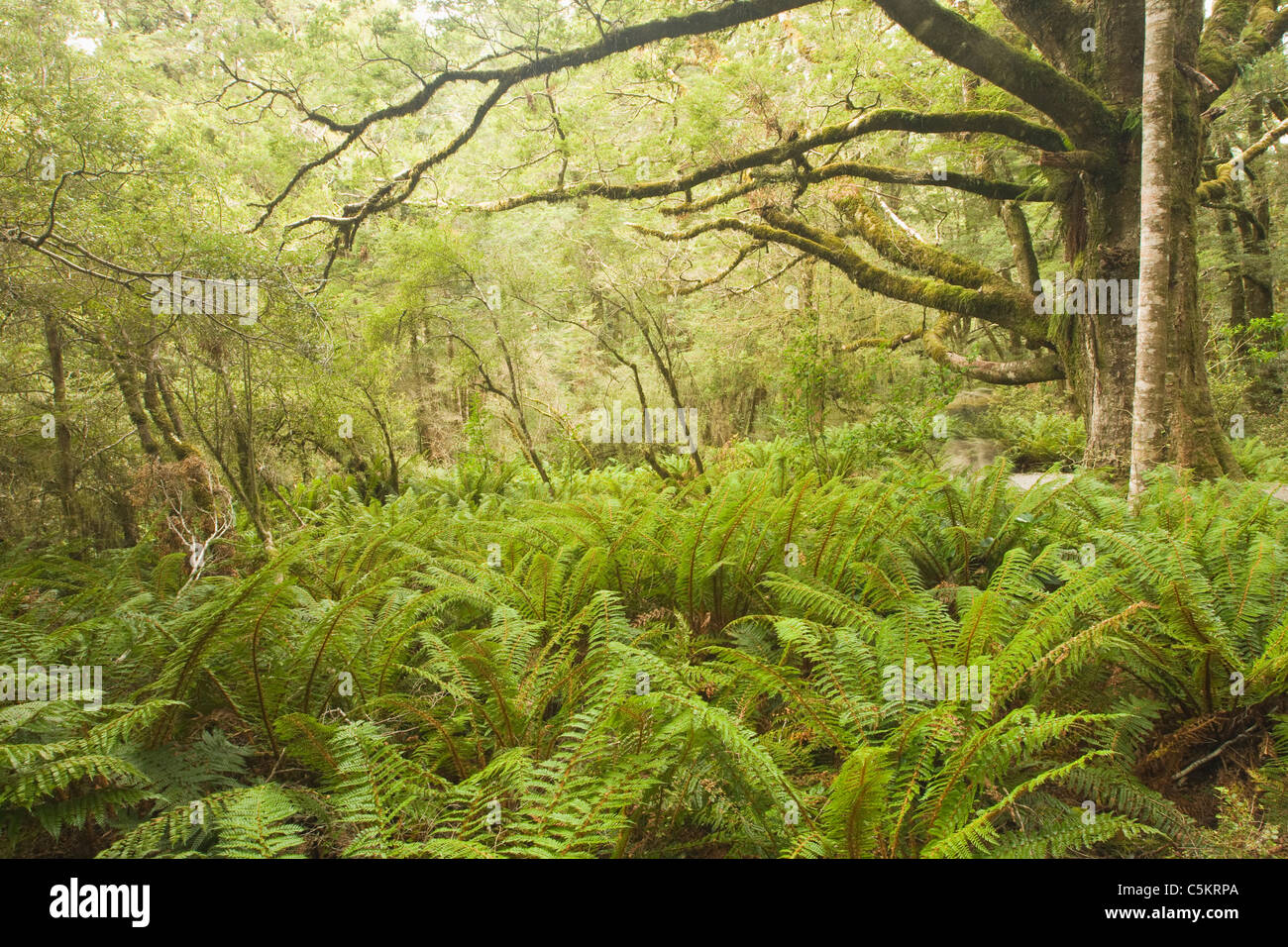 Heavily forested path on the way to Blue Pools on the beautiful Blue ...