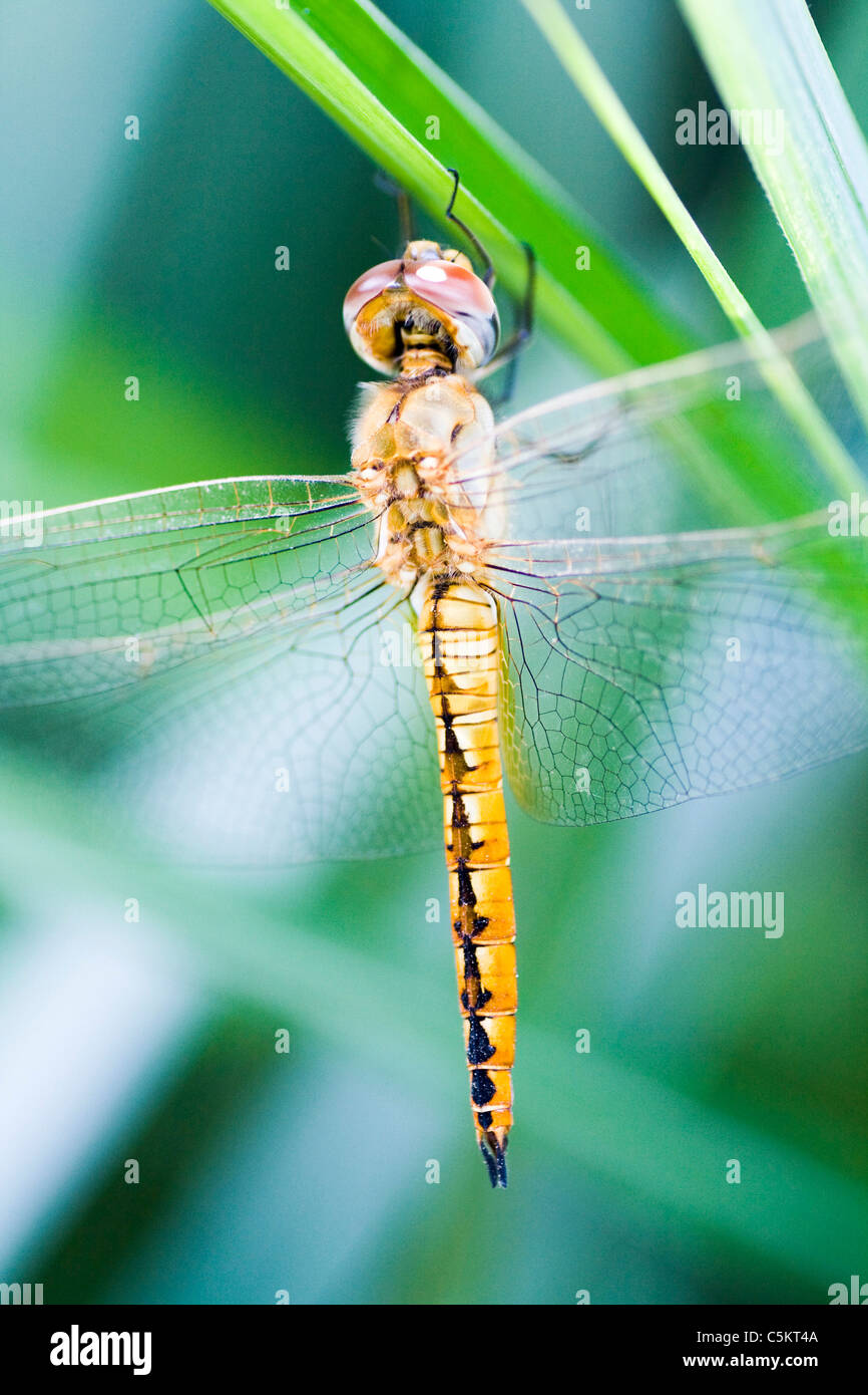 Dragonfly animal hi-res stock photography and images - Alamy