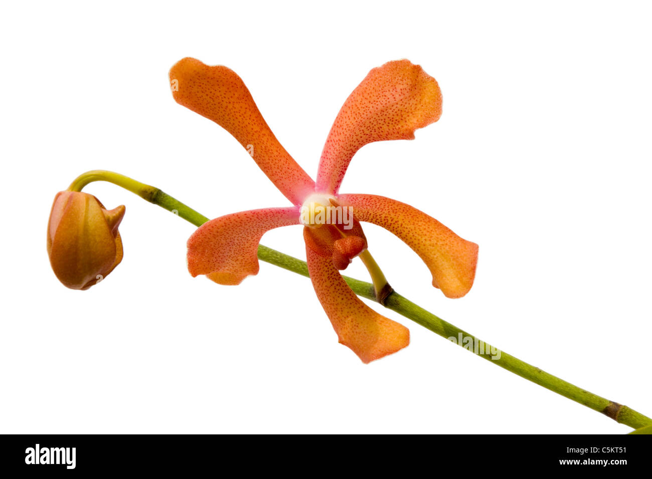 Stem of orange orchids isolated on white background Stock Photo - Alamy