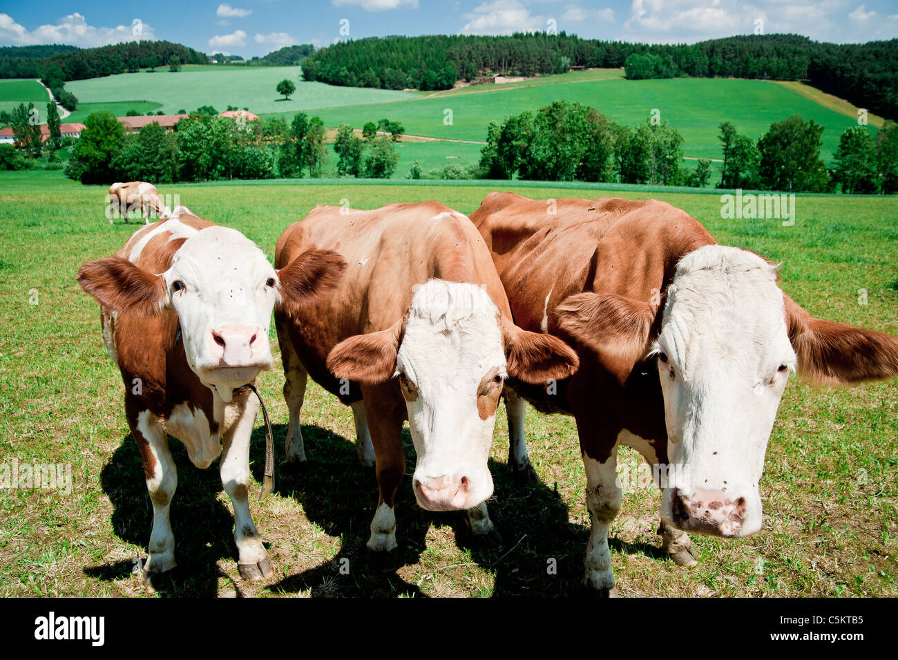 Cows in a row hi-res stock photography and images - Alamy