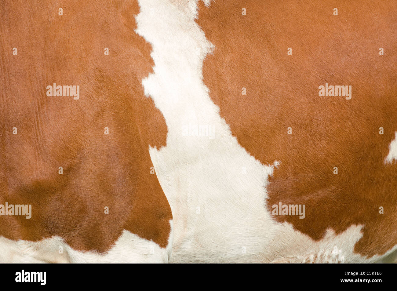 Texture of a brown Cow Coat Stock Photo - Alamy