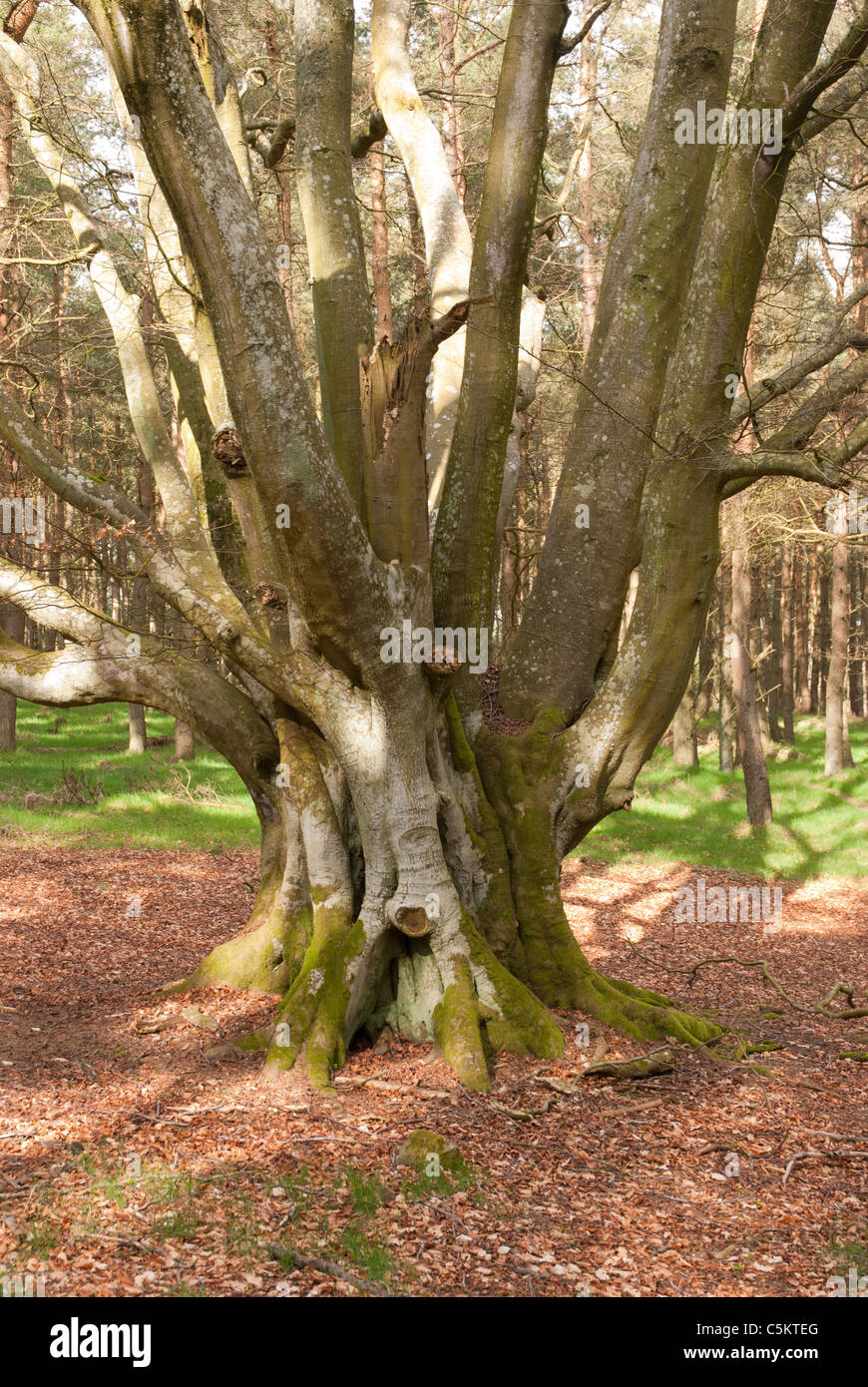 Old tree limb hi-res stock photography and images - Alamy