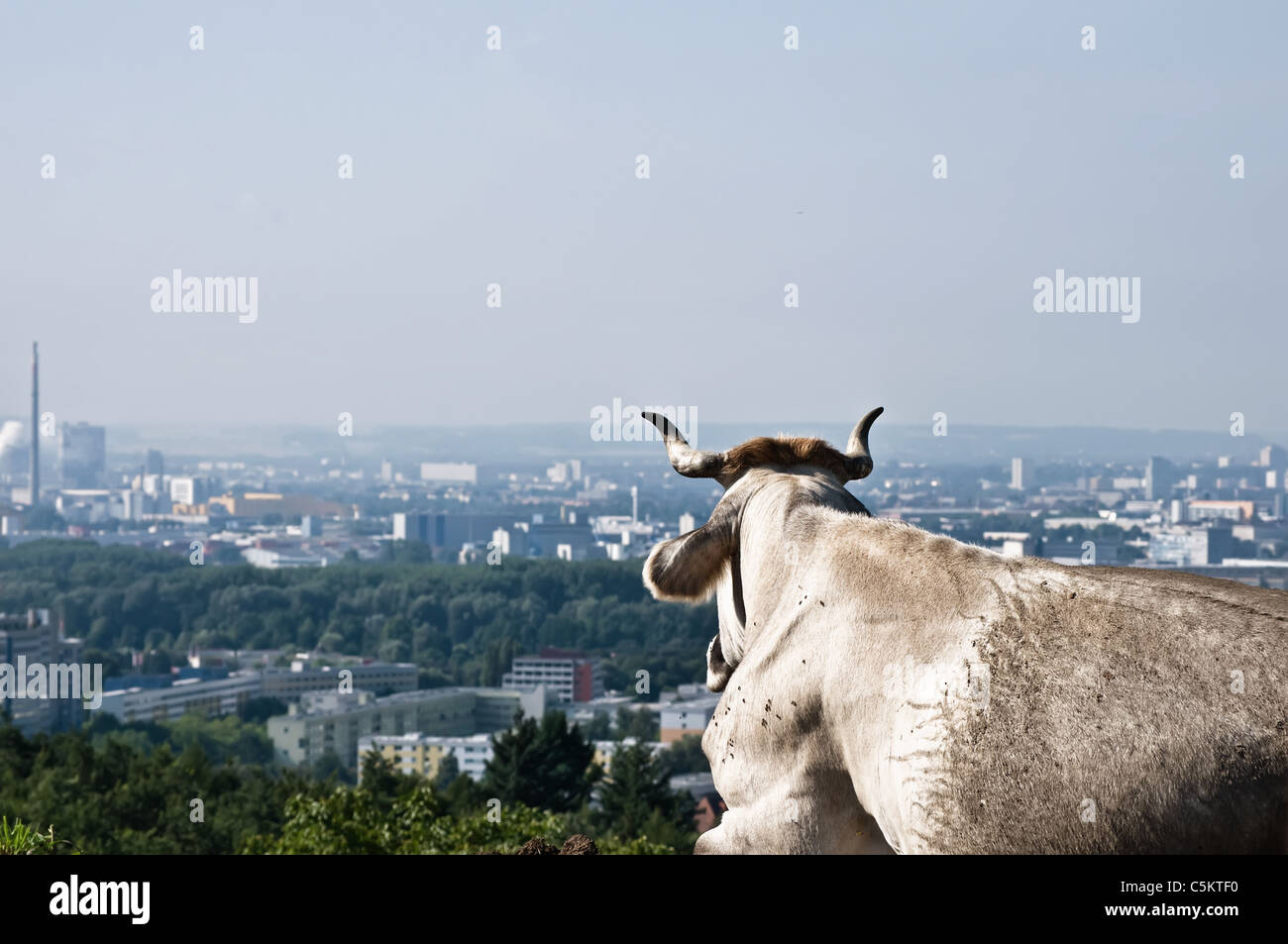 Resting cow from behind looking to a city Stock Photo - Alamy