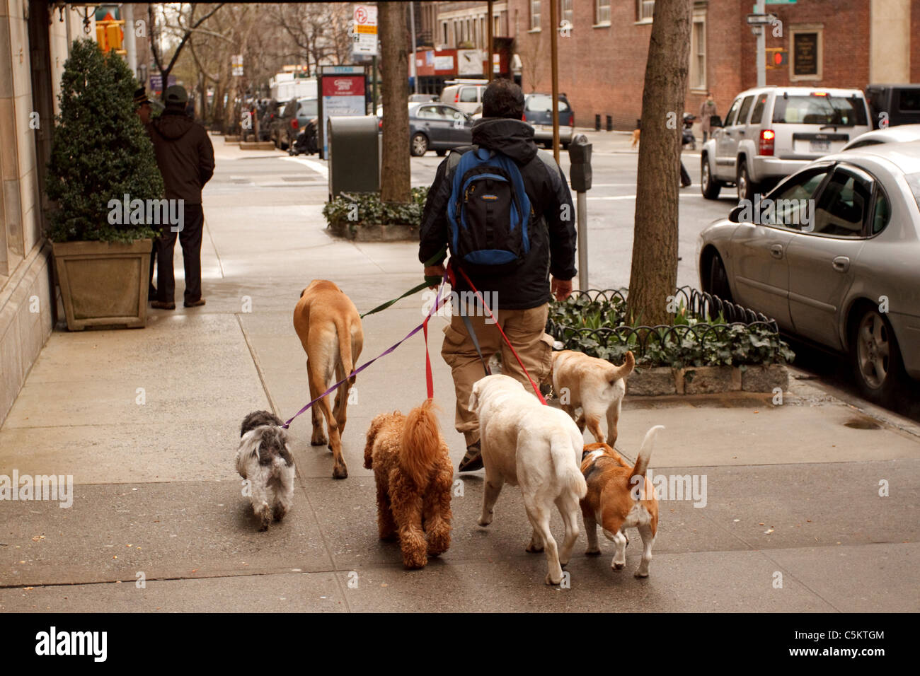 Six dogs hi-res stock photography and images - Alamy