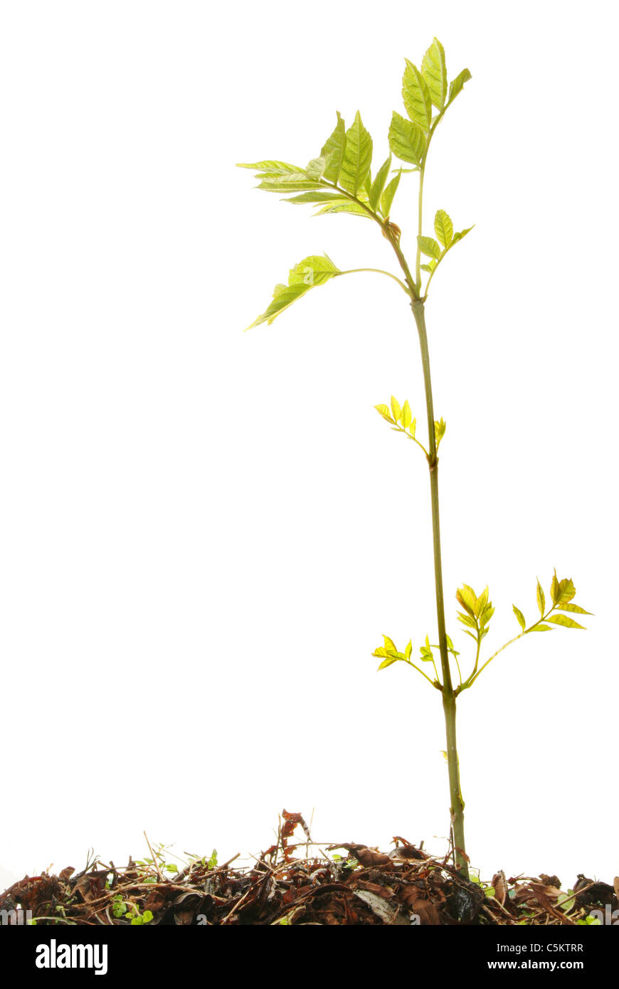 Ash sapling hi-res stock photography and images - Alamy