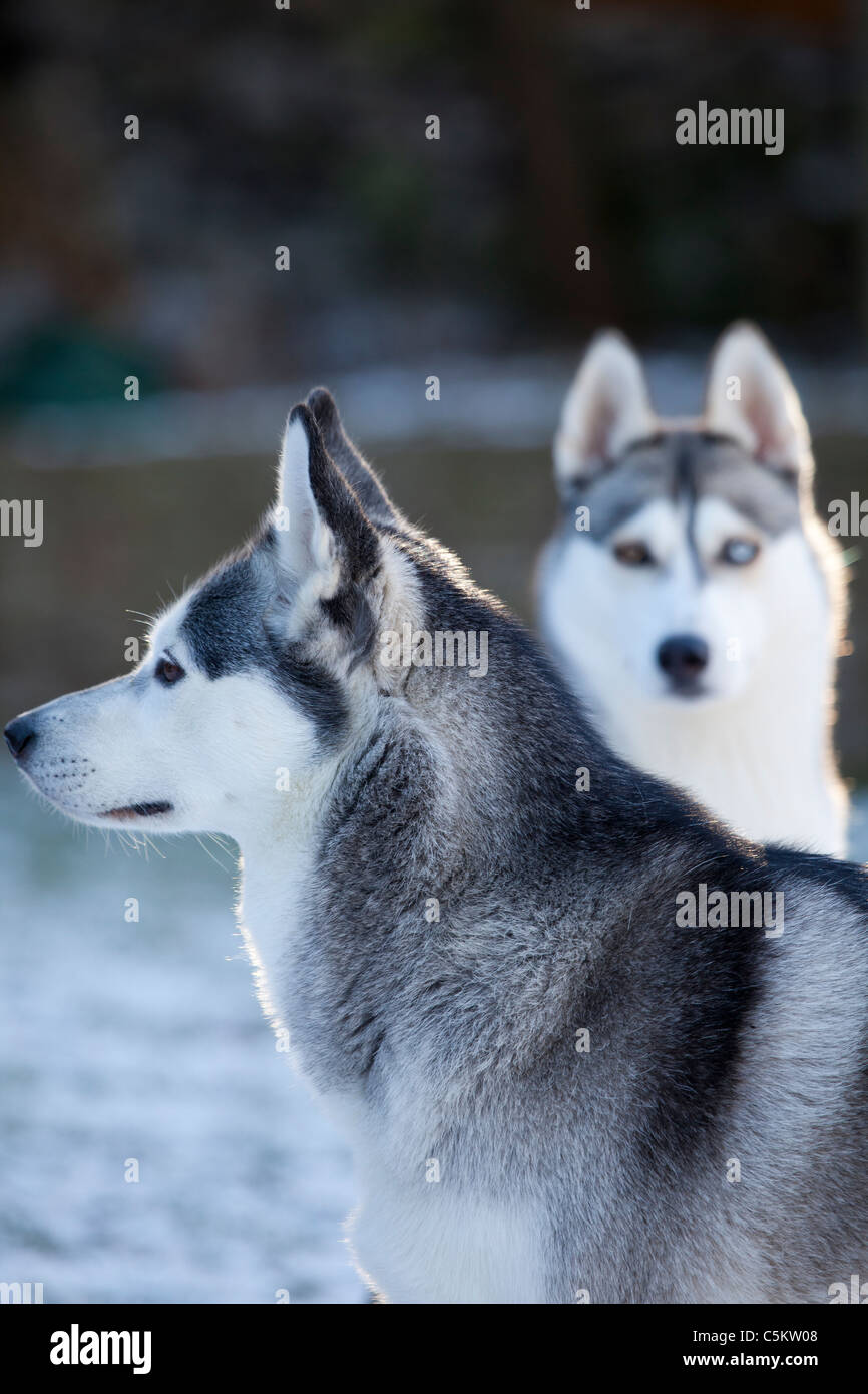 Two Siberian Huskies looking in different directions one with blue eye ...