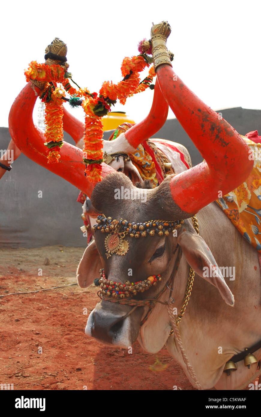 Bull animal hi-res stock photography and images - Alamy