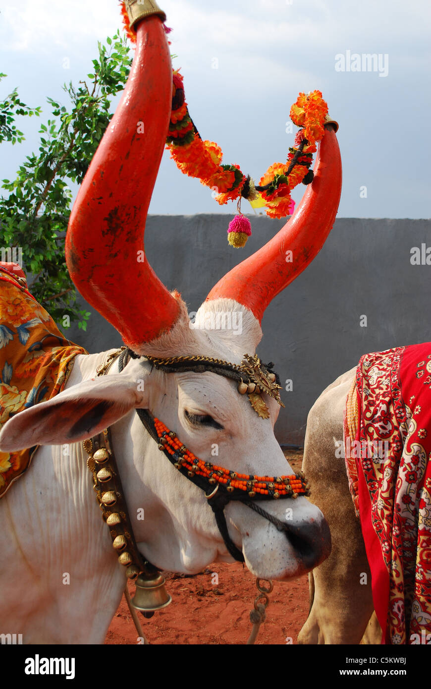 Bull worship hi-res stock photography and images - Alamy