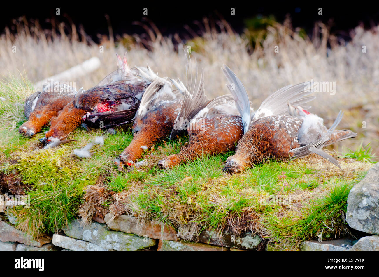Driven grouse shooting hi-res stock photography and images - Alamy