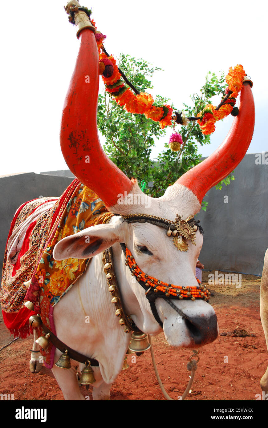 Healthy bullock hi-res stock photography and images - Alamy