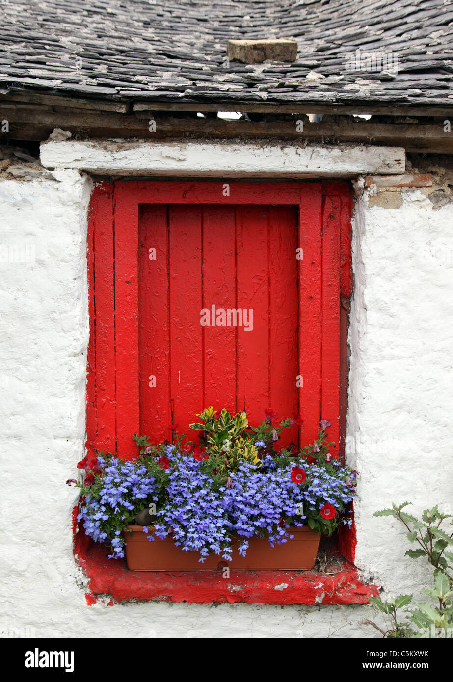 Lobelia hi-res stock photography and images - Alamy