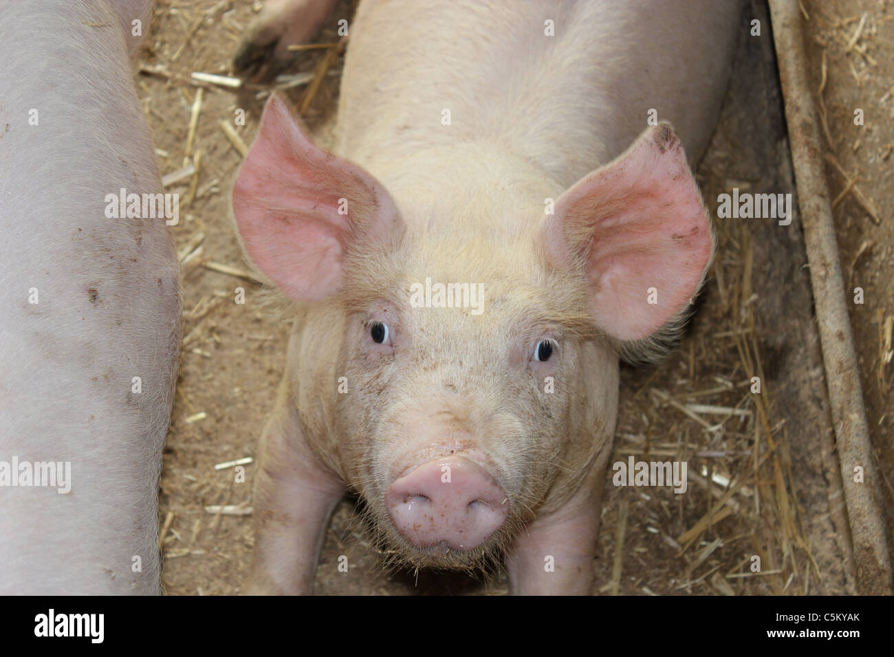 Piglet on a farm Stock Photo - Alamy